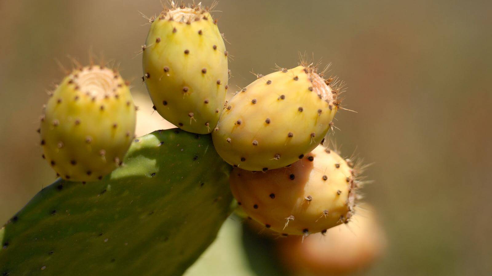 It’s time to put cactus on the menu | Hello Canary Islands