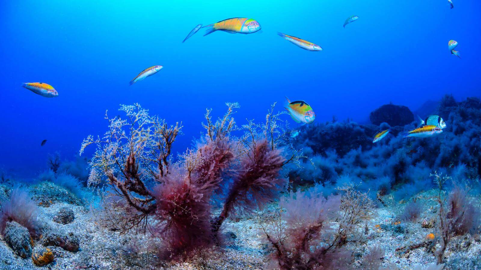 Underwater life in the Canary Islands | Hello Canary Islands