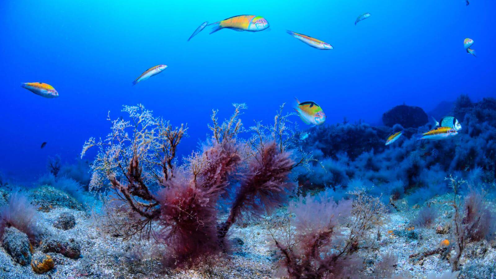 An ocean full of life | Hello Canary Islands