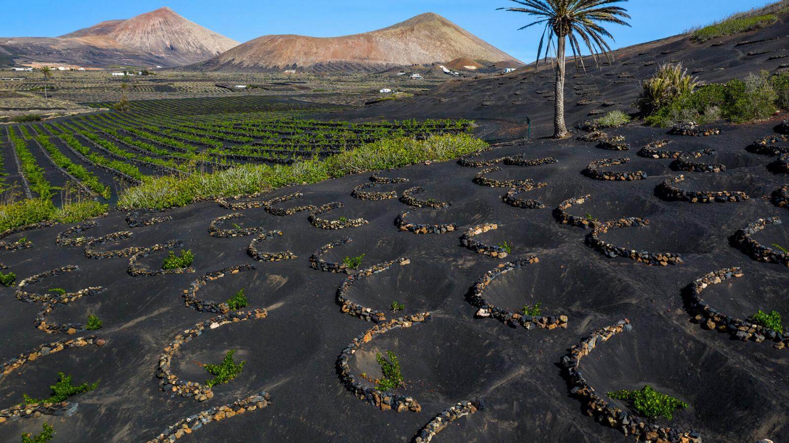 Excursion to Timanfaya, La Geria and El Campesino House-Museum | Hello ...