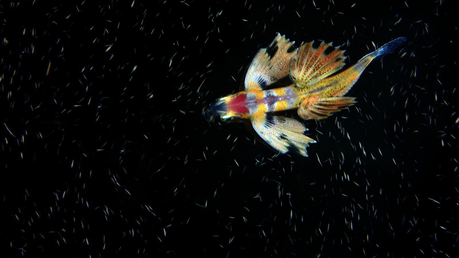 Scuba diving in the quay at La Restinga | Hello Canary Islands