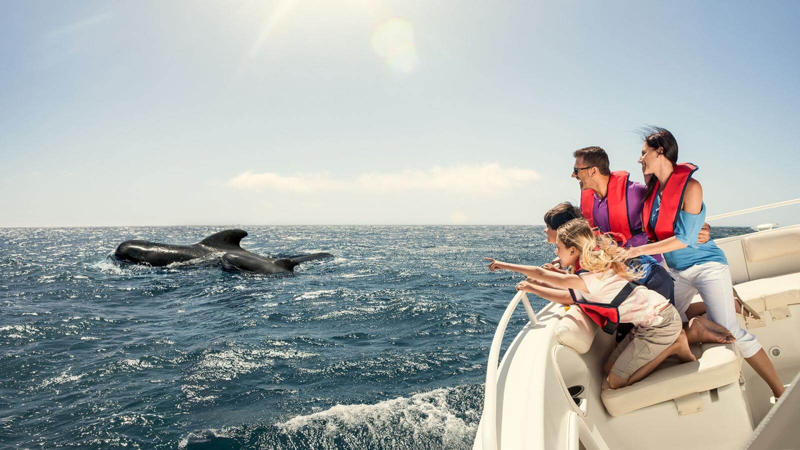 Whale and dolphin watching excursion | Hello Canary Islands