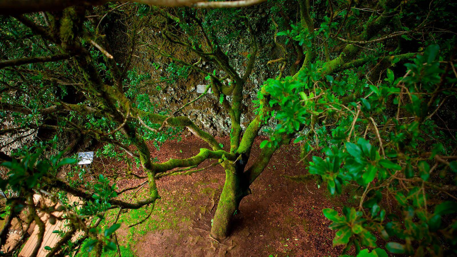 Garoé Tree | Hello Canary Islands