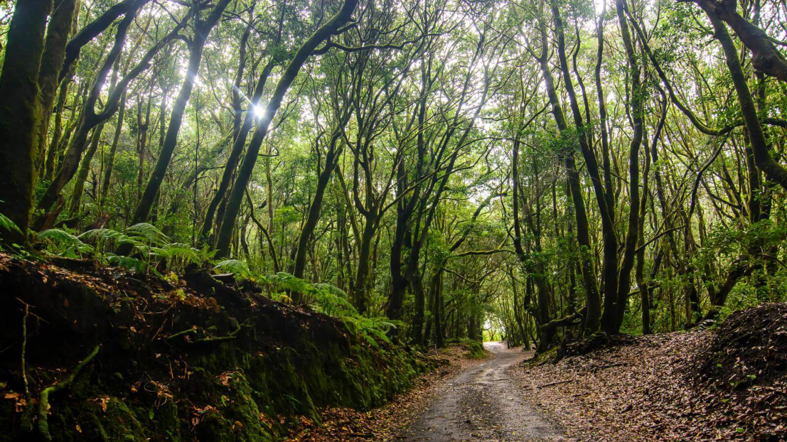 Through the humid paths of the laurel forest | Hello Canary Islands