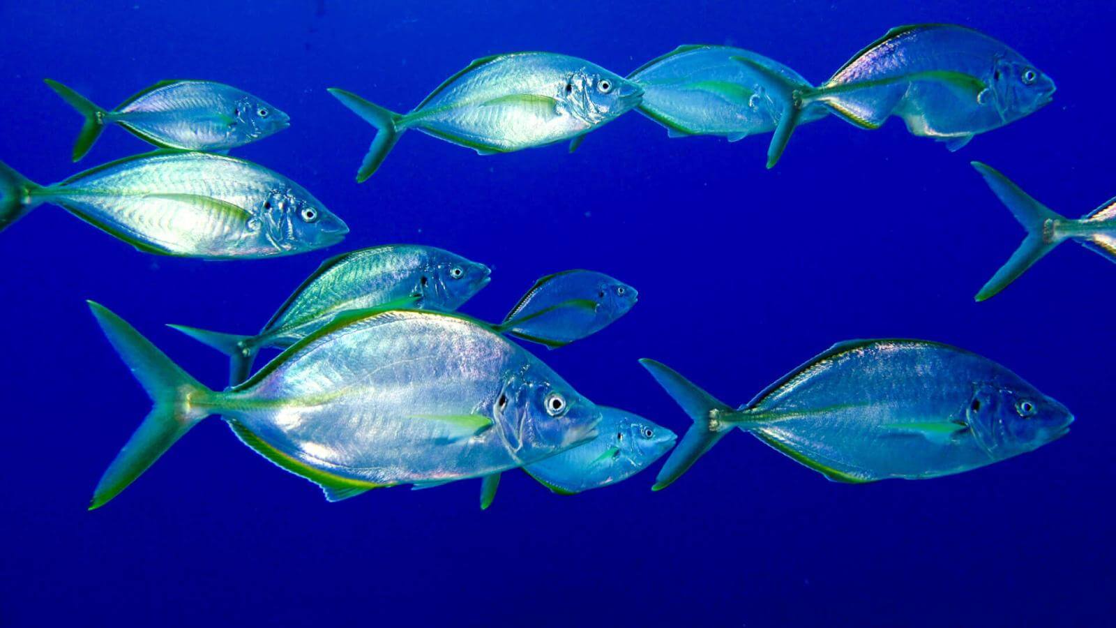 Jureles II | Hello Canary Islands